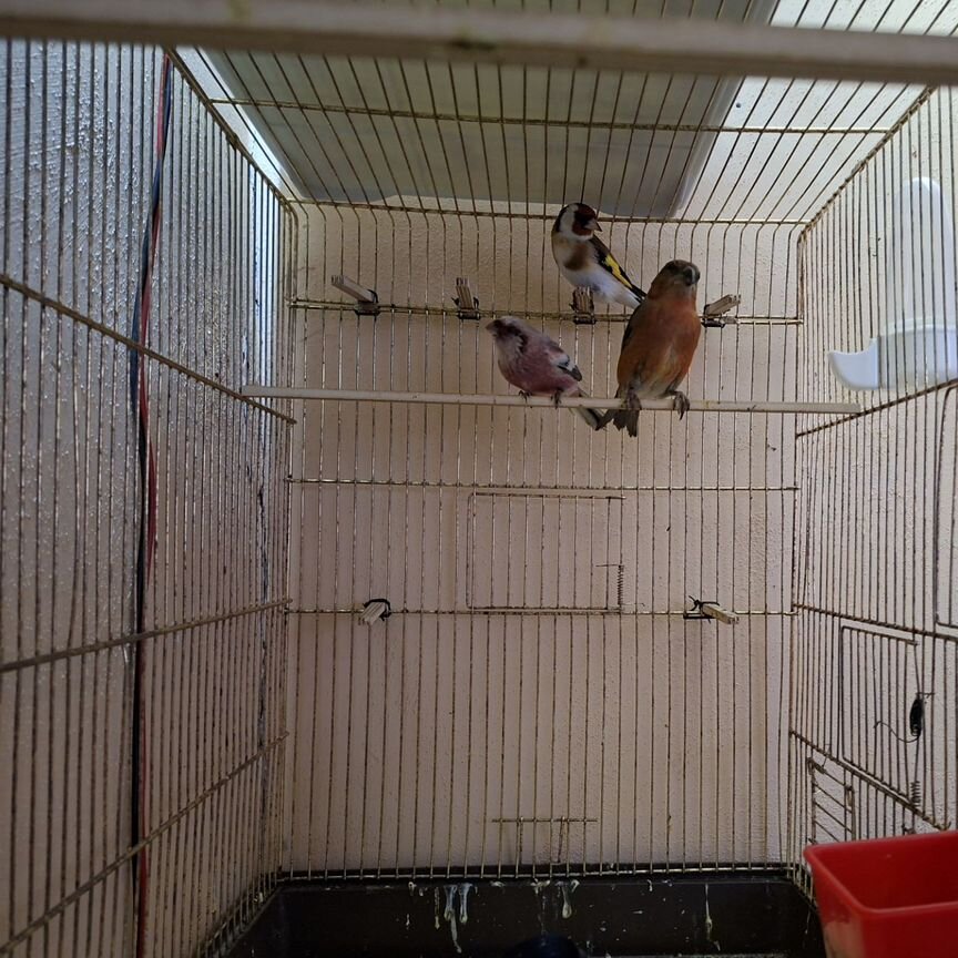 Клёст, урагусы,чижи,щегли