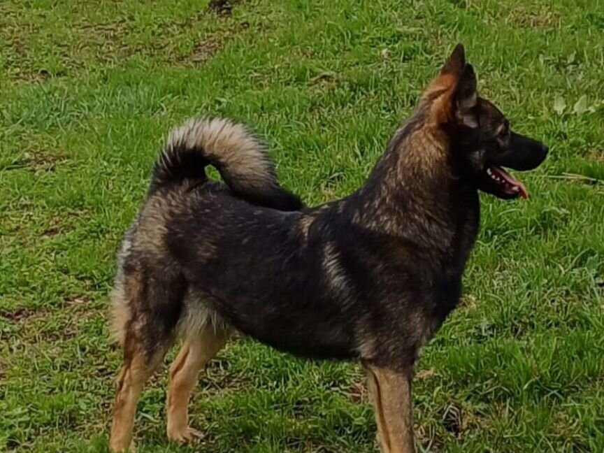 Маленький пëсик ищет дом