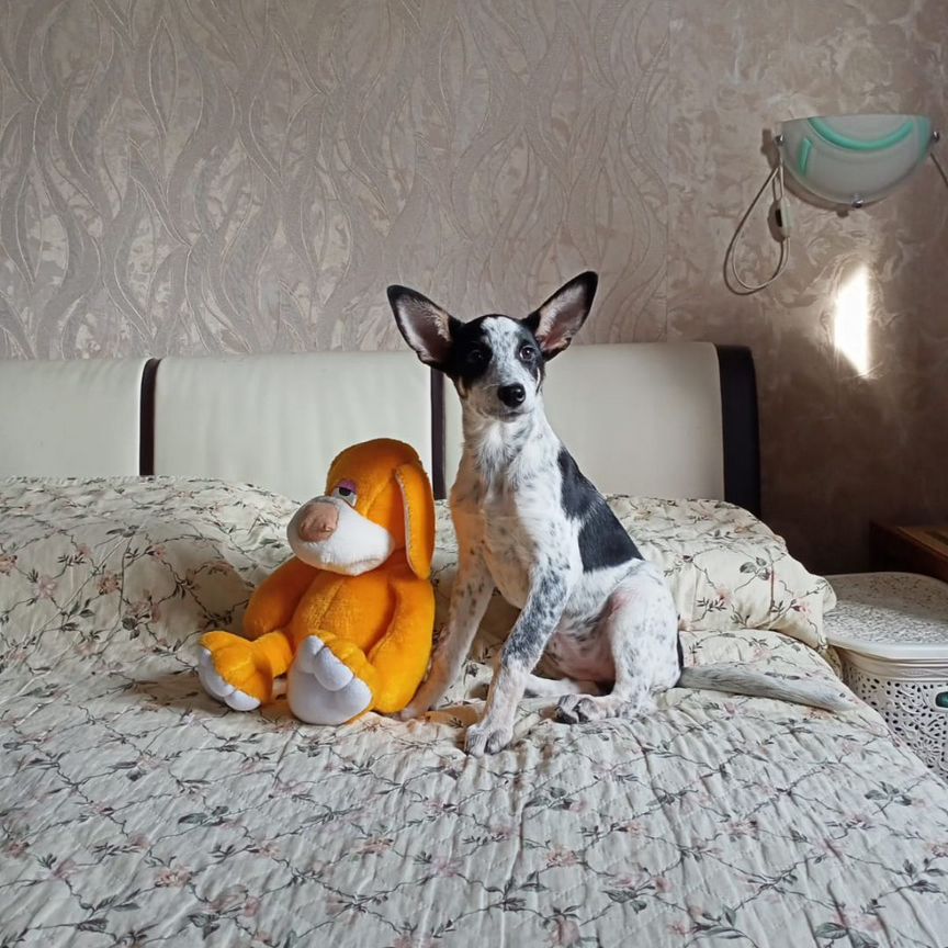 Животные в добрые руки собаки