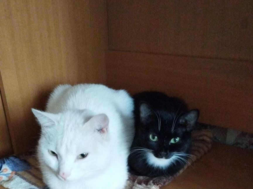 Магия контраста инь&янь