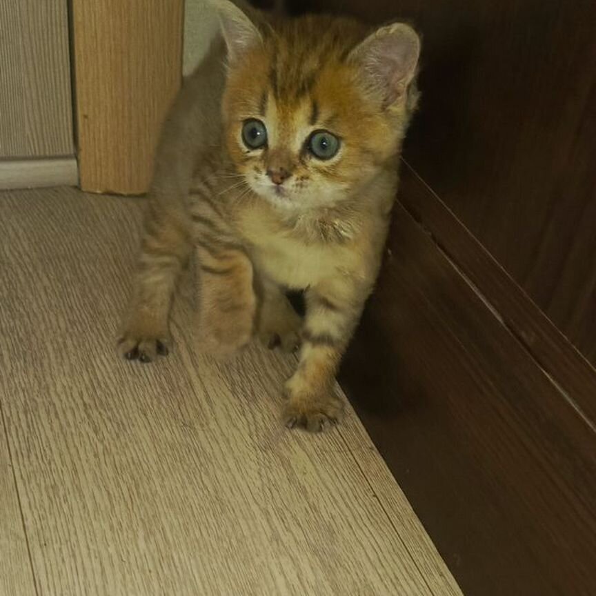 Шотланский котенок прямоухий