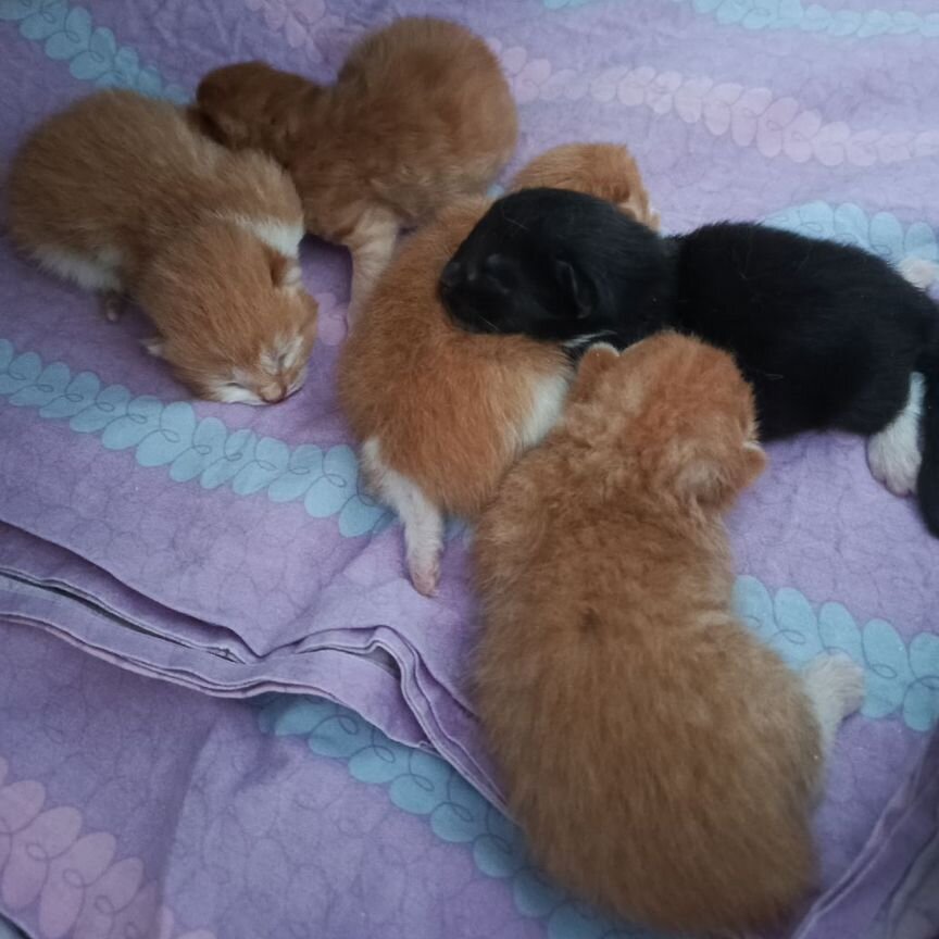 Котёнок в добрые руки