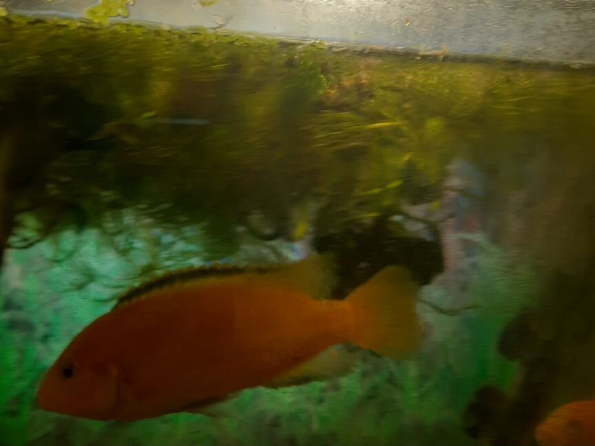 Аквариумные рыбки цихлиды