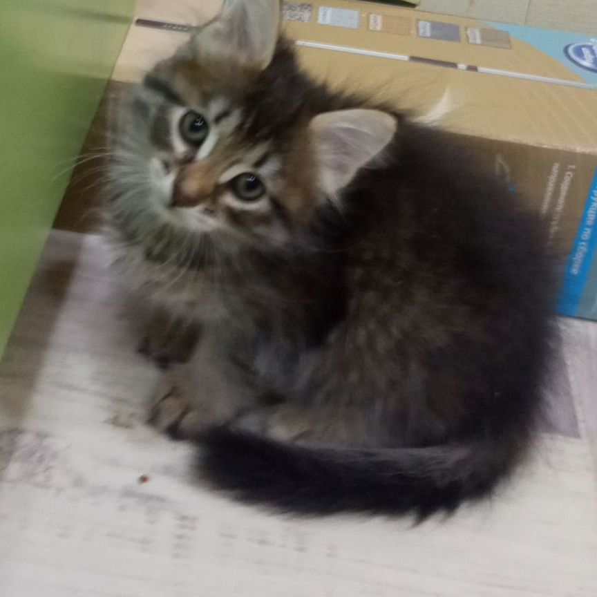 Котёнок в добрые руки