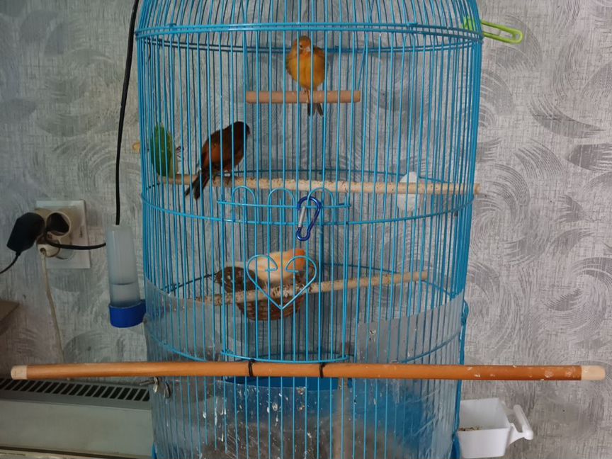 Кенара и канарейки