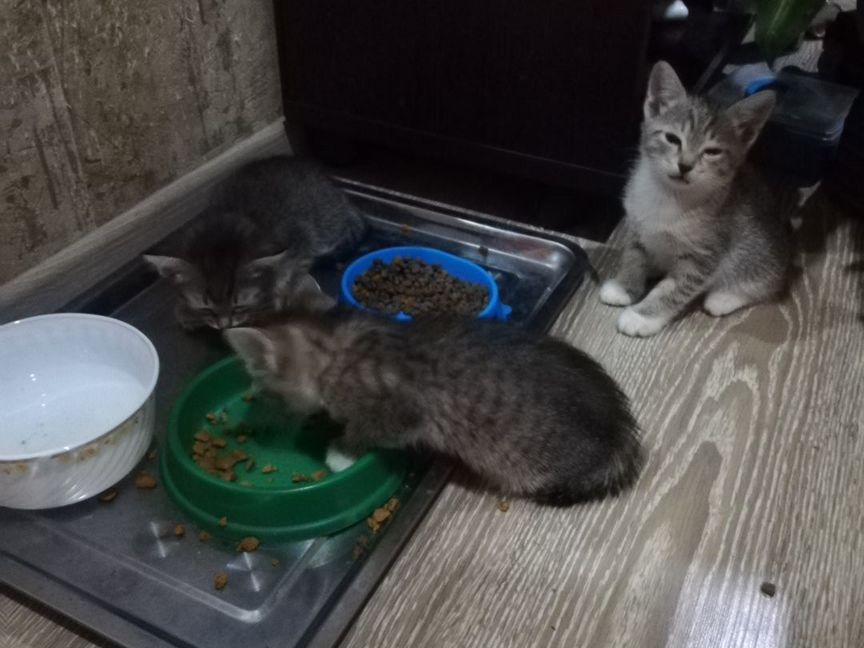 Кошки в добрые руки бесплатно