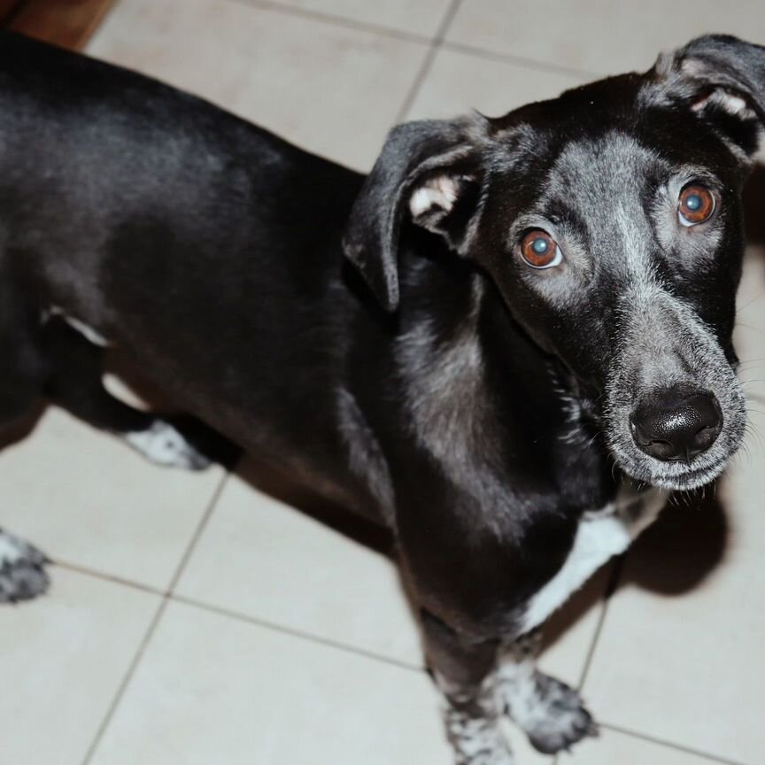 Метис уипетта в добрые руки бесплатно