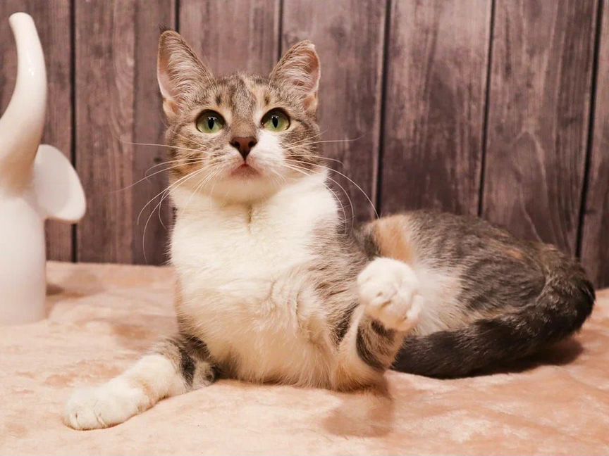 Котёнок, малышка Веснушка в добрые руки