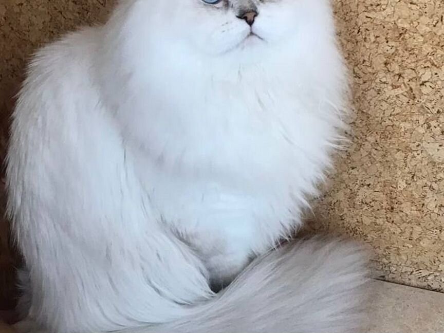 Шотландский кот на вязку