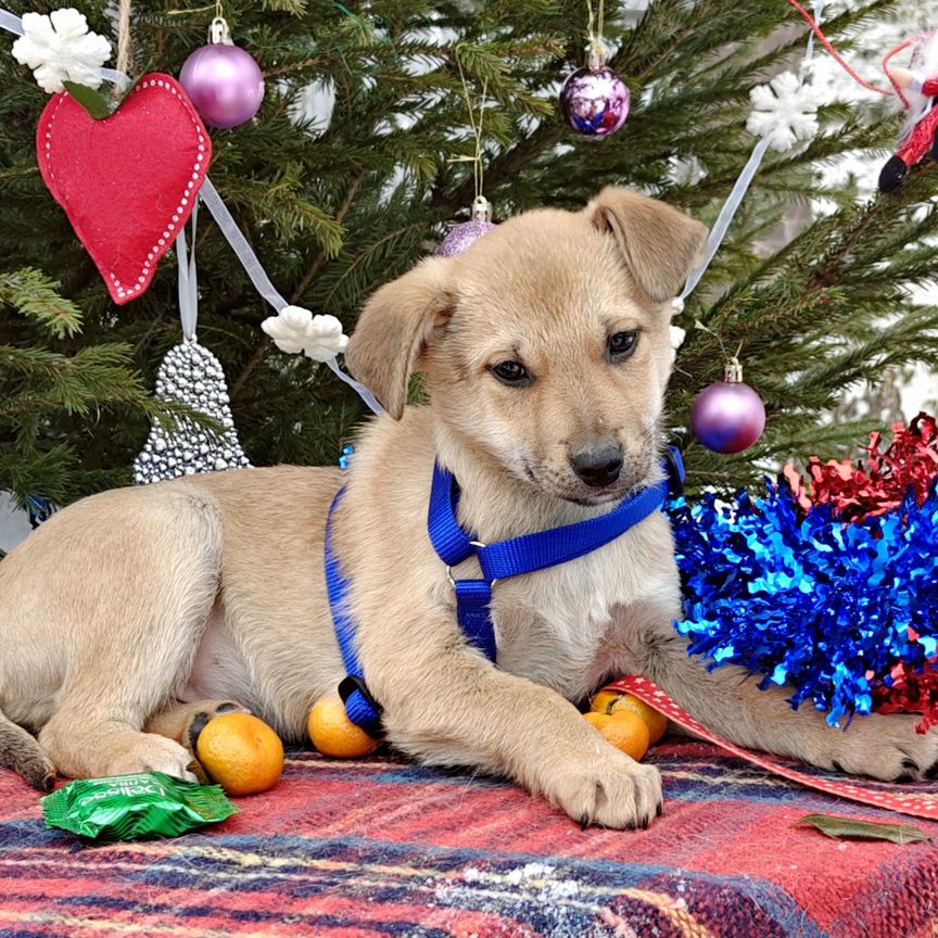 Щенок в дар. Каспер