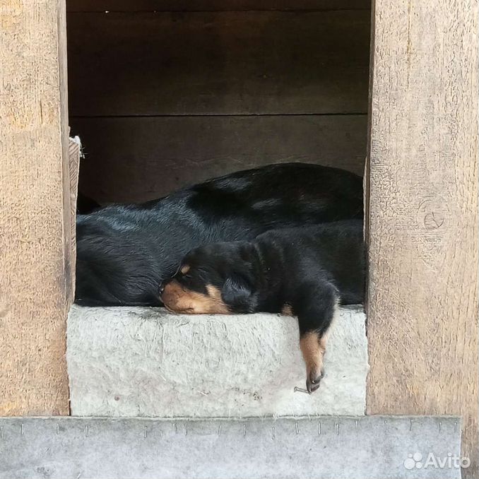 Щенки ротвейлера продажа