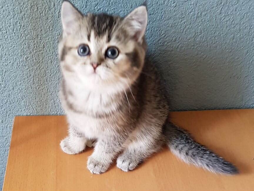 Шотландские плюшки