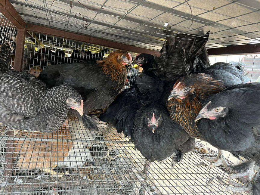 Куры молодки несушки доминант