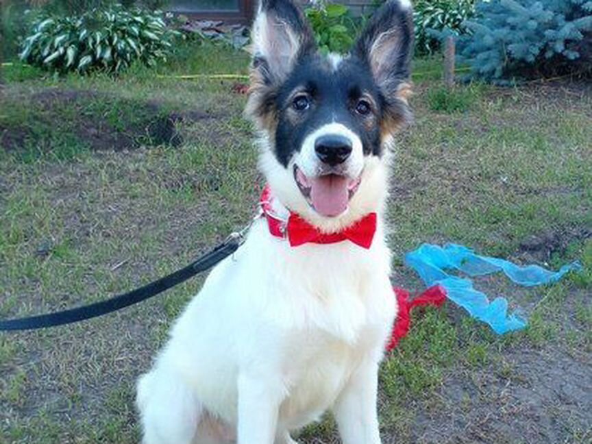 Забавный ушастик Спайк ищет дом или передержку