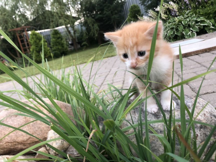Рыжий котенок мальчик