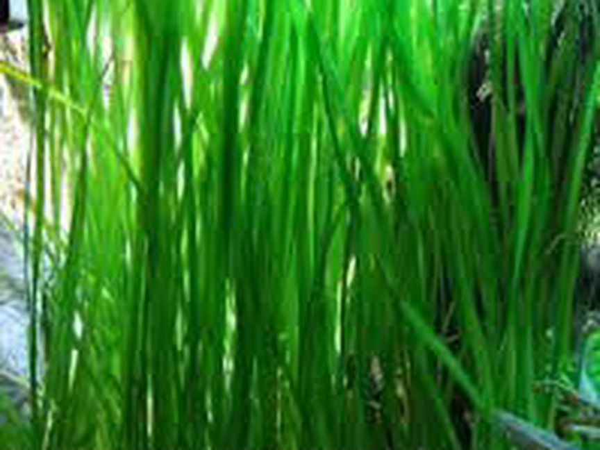 Валиснерия