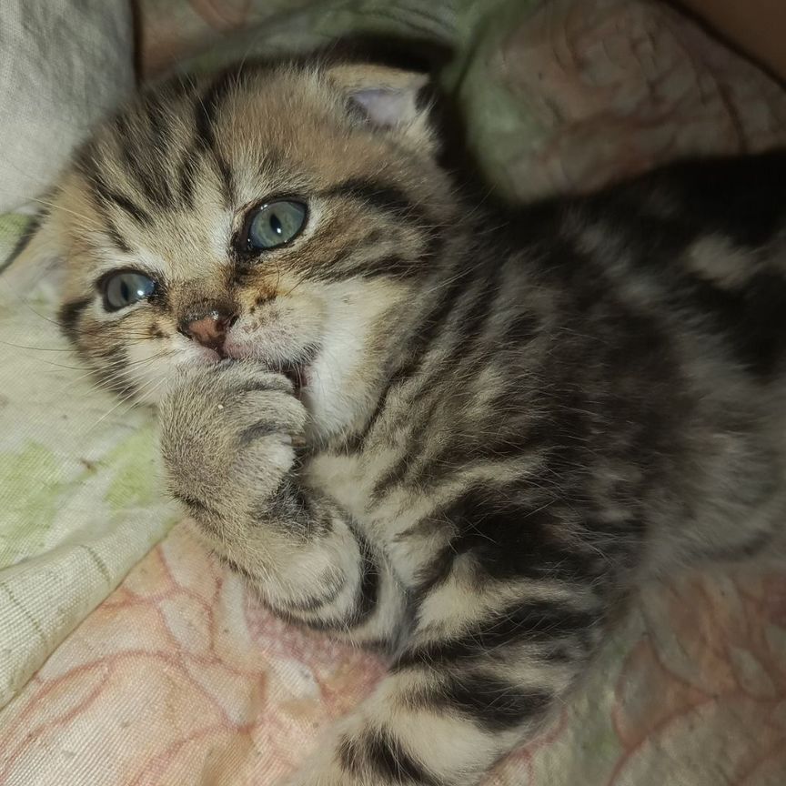 Шотландский вислоухий короткошёрстный котёнок