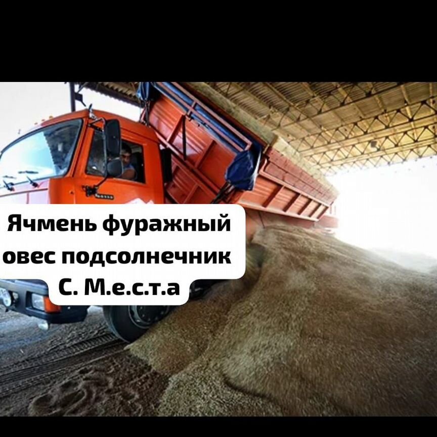 Ячмень зерно овес