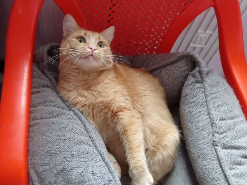 Рыжая ласкуша (из приюта)