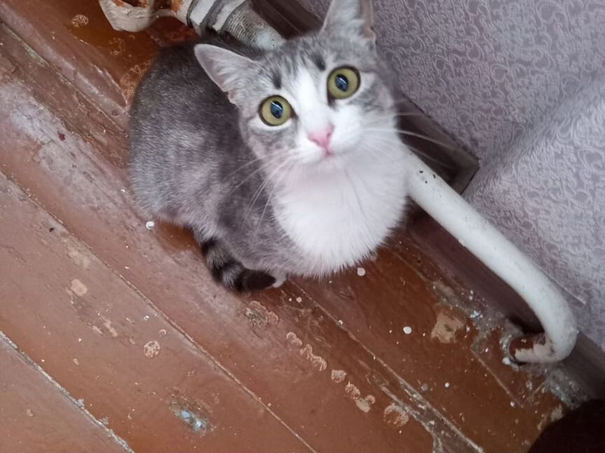 Милые котята