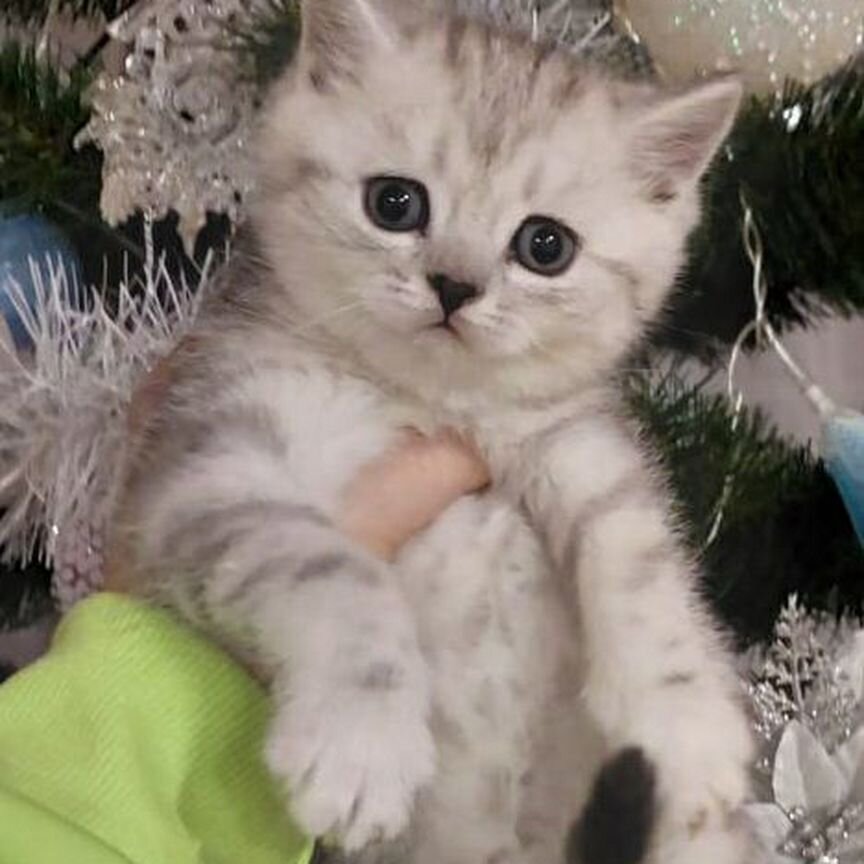 Шотландские котята