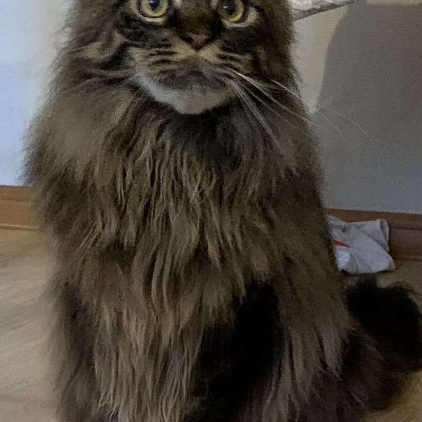 Котенок мальчик мейн кун чистокровный