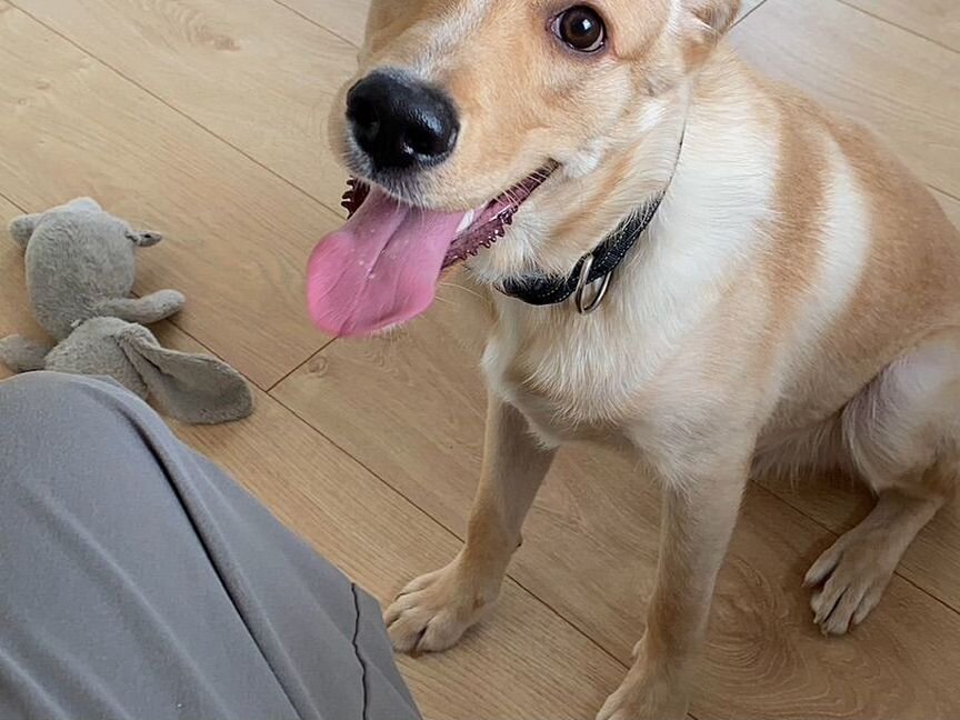 Отдам в добрые руки