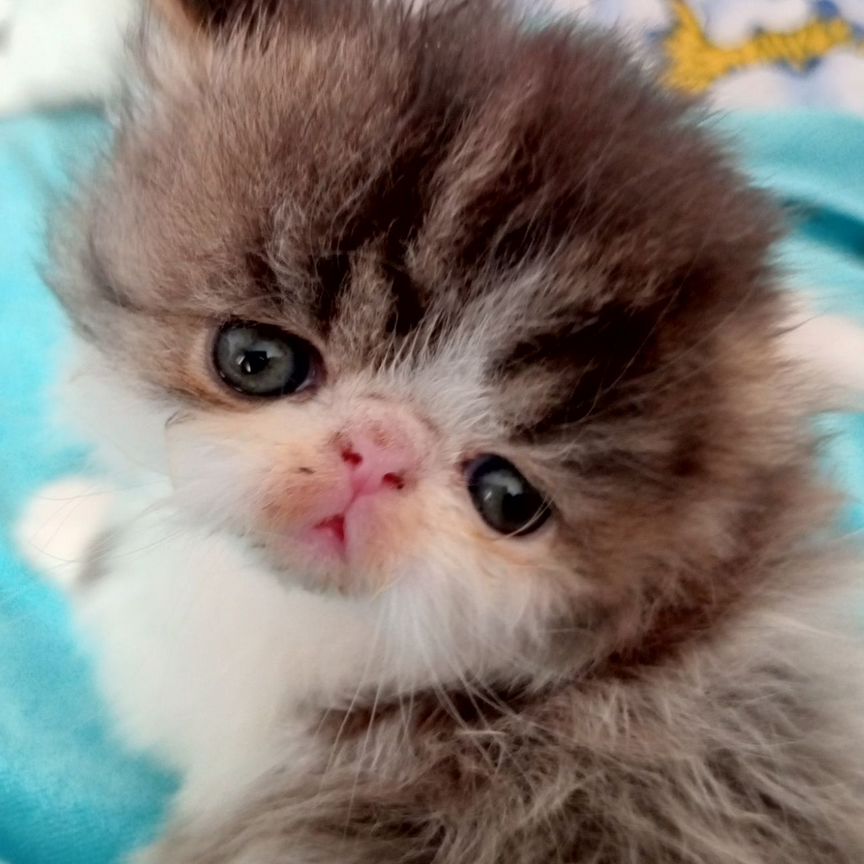 Персидские котята