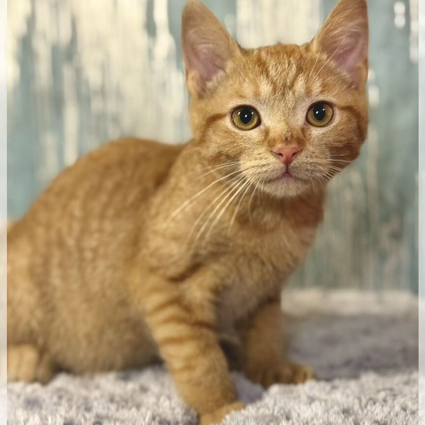 Британский короткошёрстный котёнок