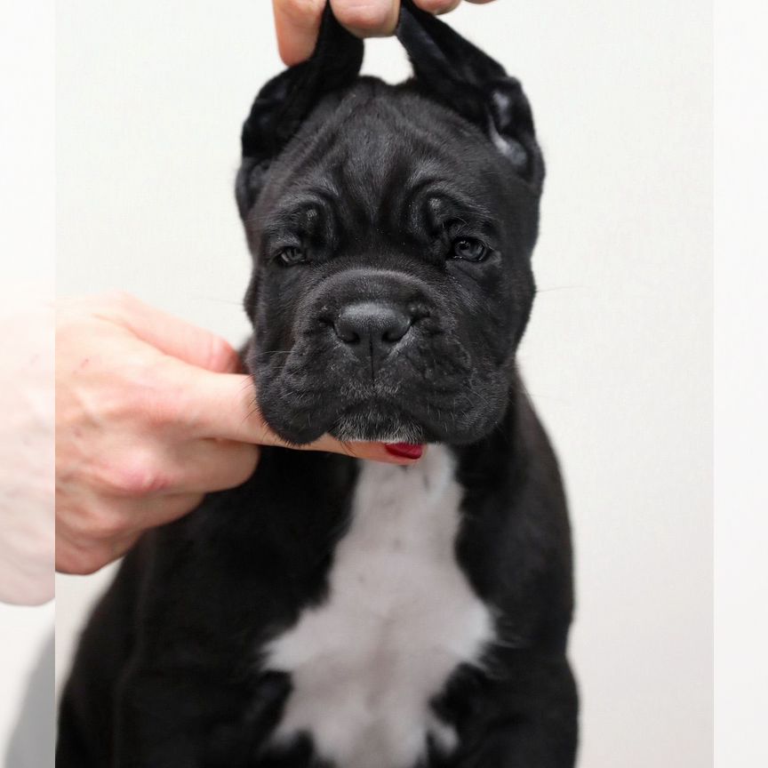 Кане-корсо, щенок