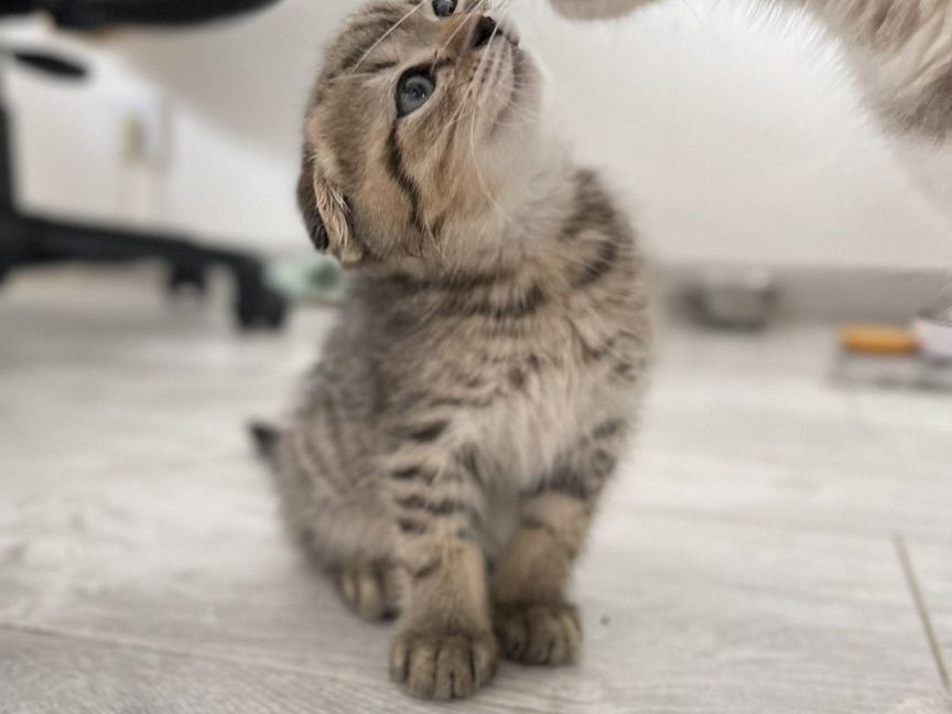 Шотландские котята