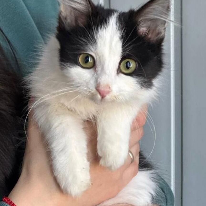 Мейн-кун котёнок