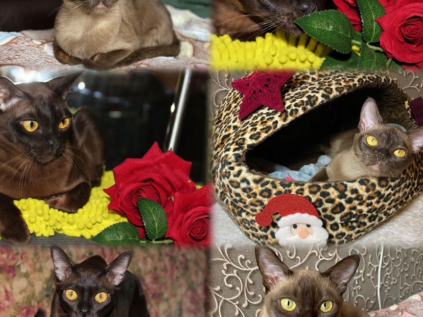 Бурманская кошка,котята