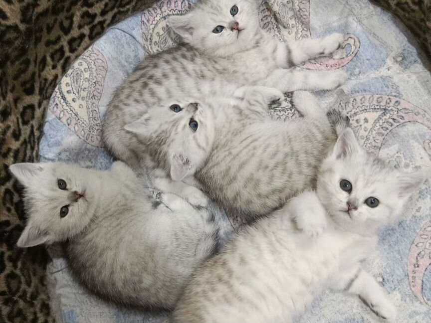 Шотландские котята