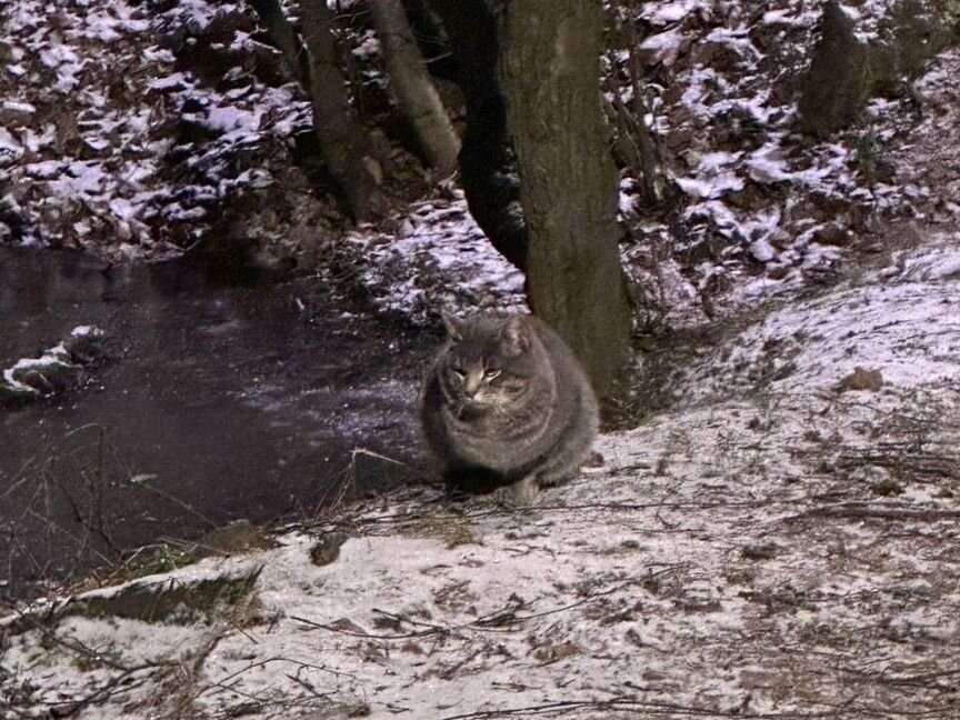 Кошка потеряшка, может кто ищет