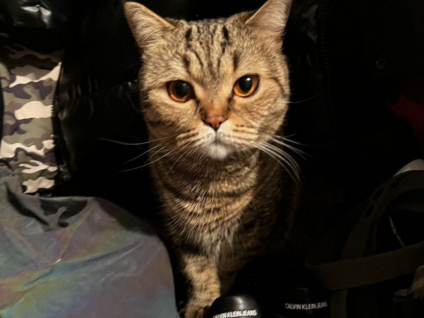 Кошка британка бесплатно