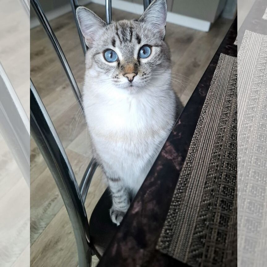 Сиамская, взрослая кошка