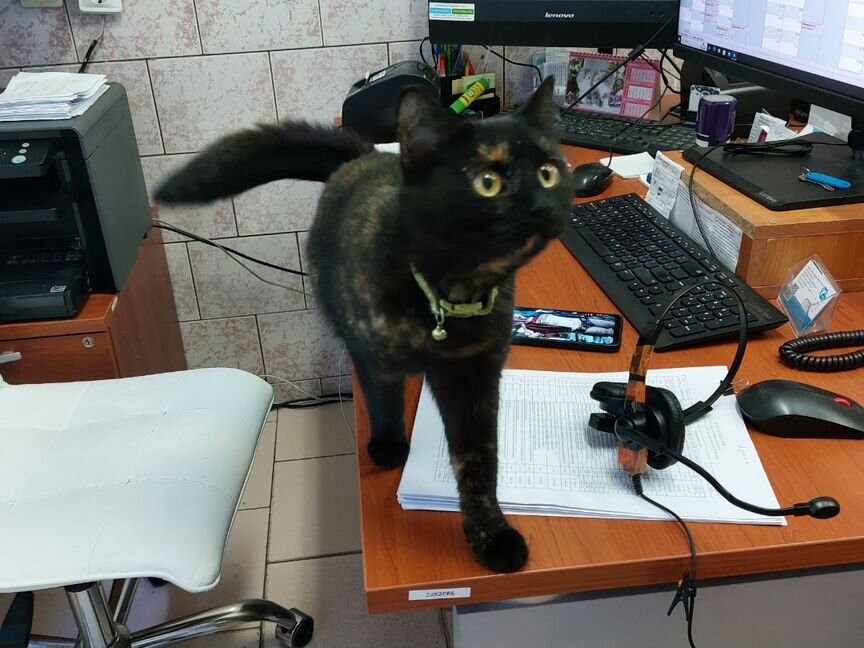 Кошка в добрые руки бесплатно