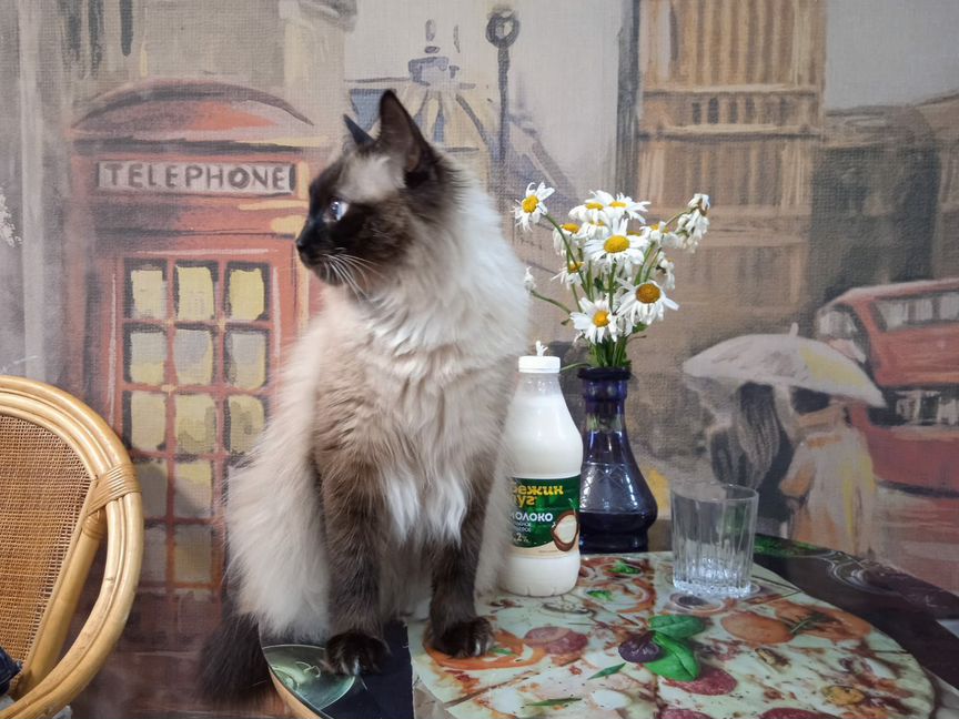 Сфинкс, Сиамский