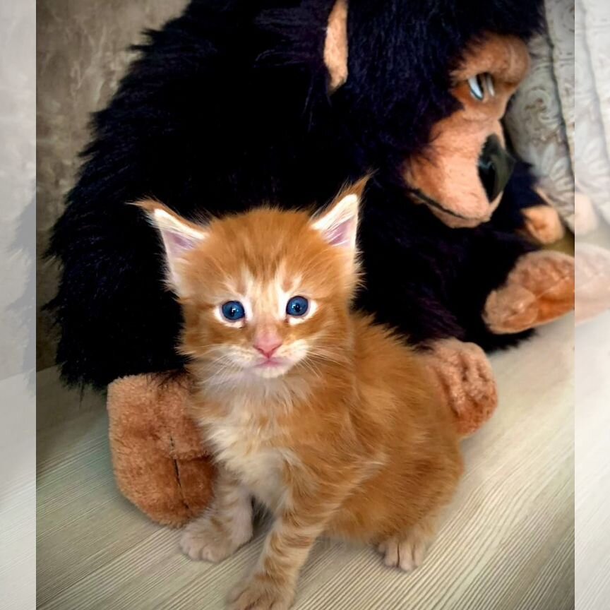 Котик Мейн-кун
