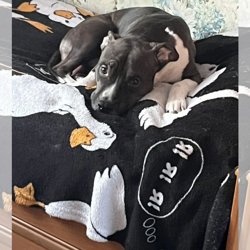 Американский стаффордширский терьер, взрослый пёс