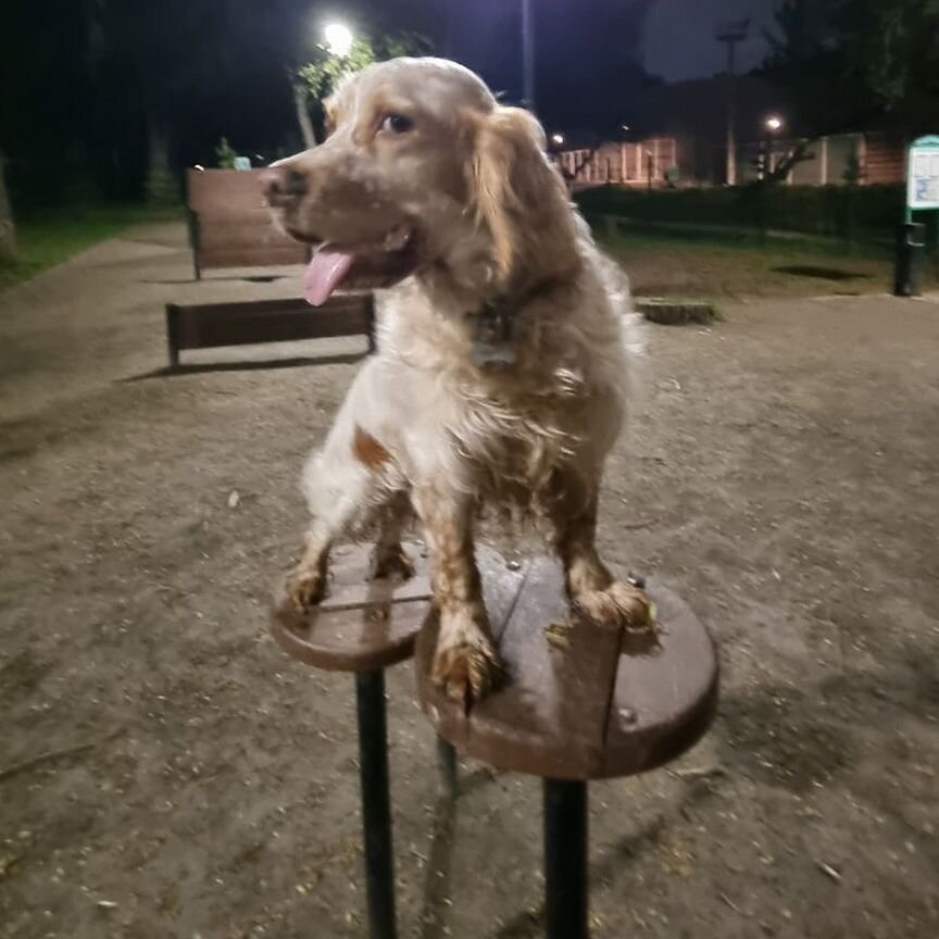Русский спаниель вязка