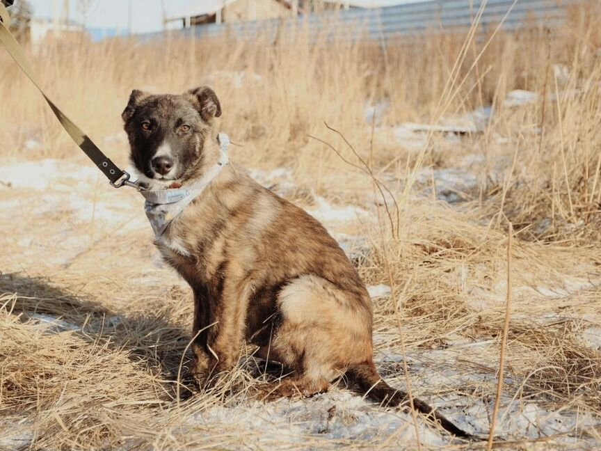 Собака в добрые руки