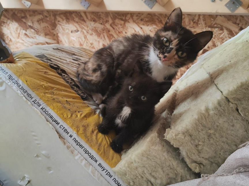 Кошка и два котенка (можно по отдельности)