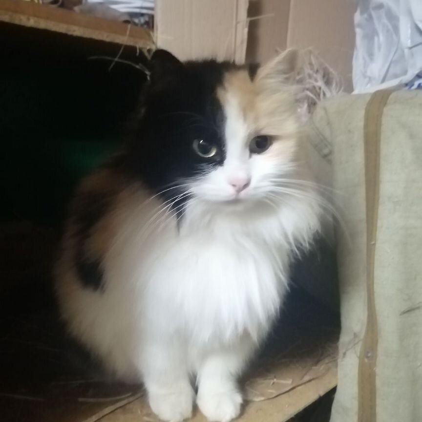 Трехцветная кошечка в добрые руки