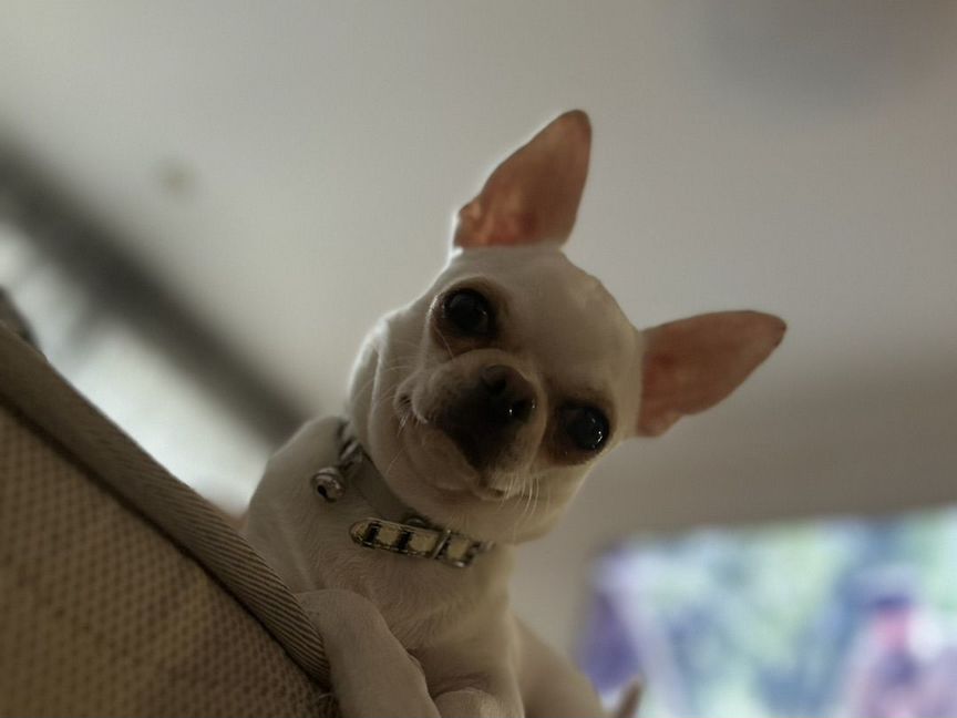 Вязка кобель чихуахуа