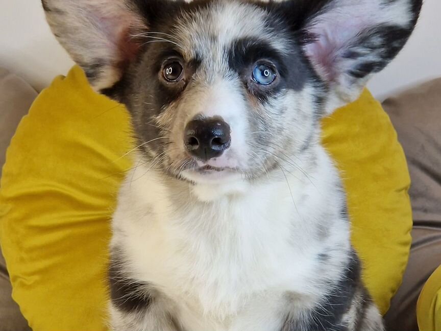 Щенки Вельш-корги кардиган