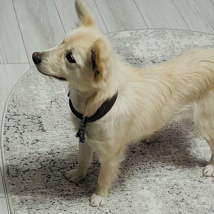 Собачка в добрые руки (небольшая)