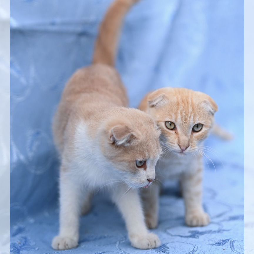 Котята вислоухие 4 месяца