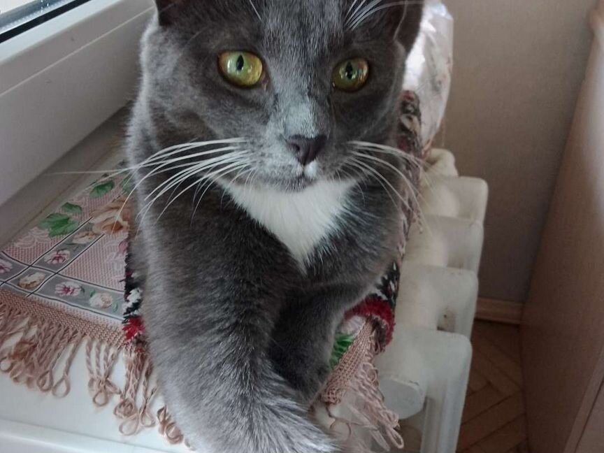 Кошка